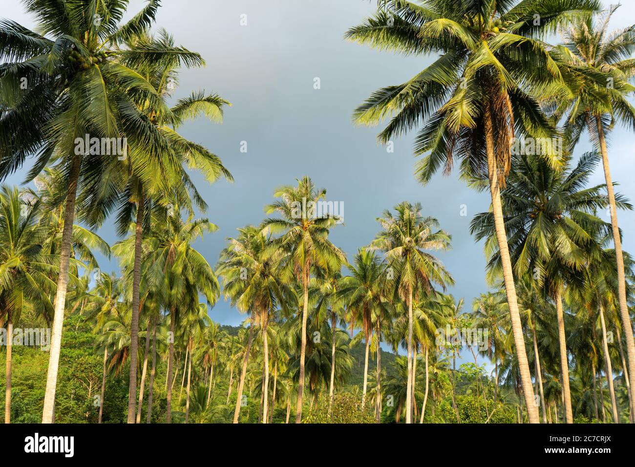 palm grove. Palm trees in the tropical jungle. Symbol of the tropics ...