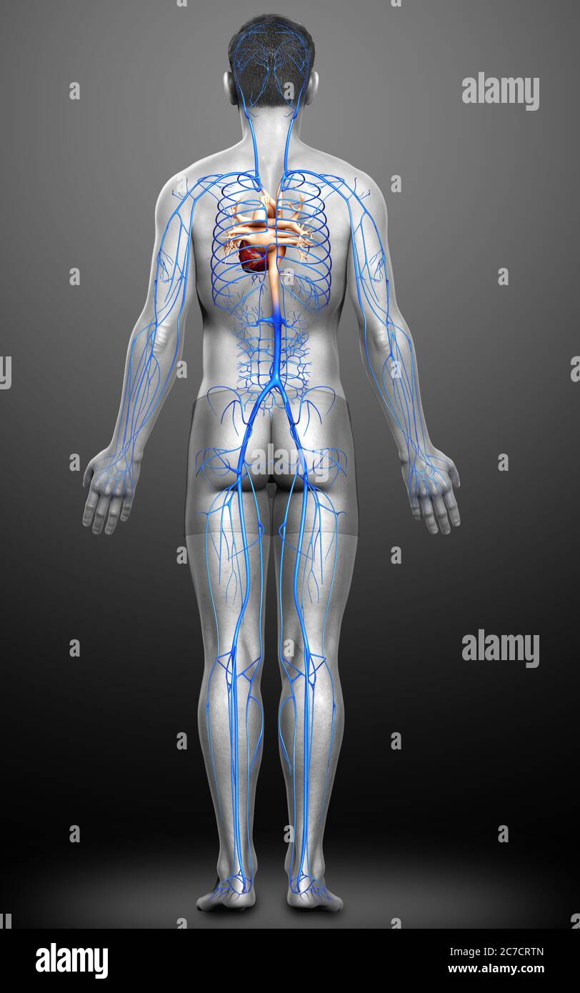 3d rendered medically accurate illustration of a male Veins anatomy ...