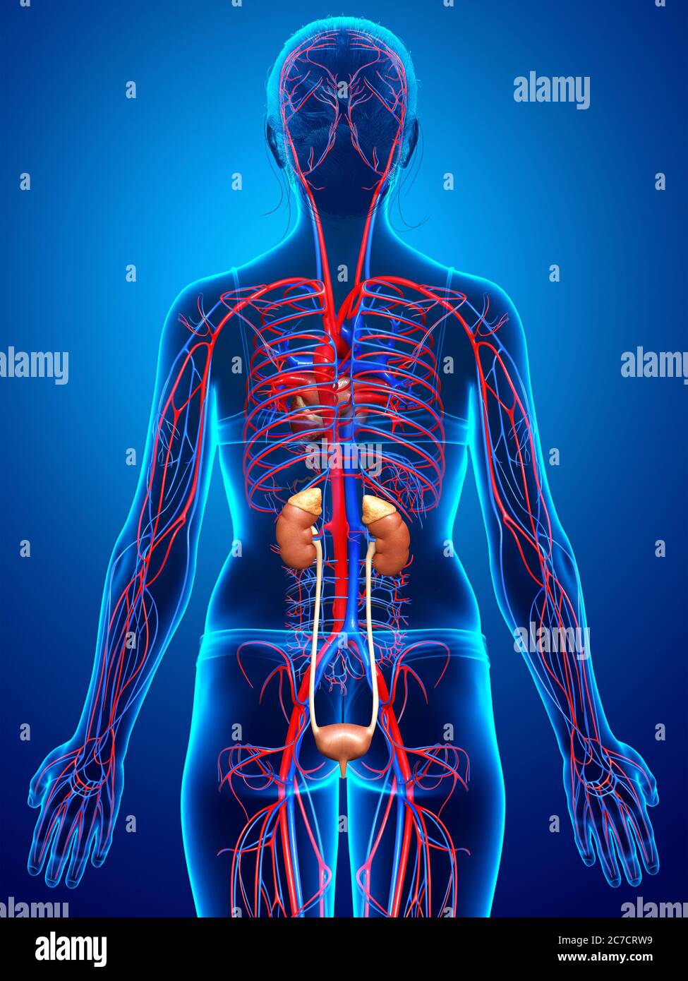 3d rendered, medically accurate illustration of the female kidneys and ...