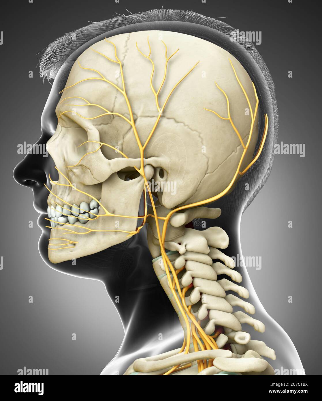 3d rendered medically accurate illustration of male head nervous system ...