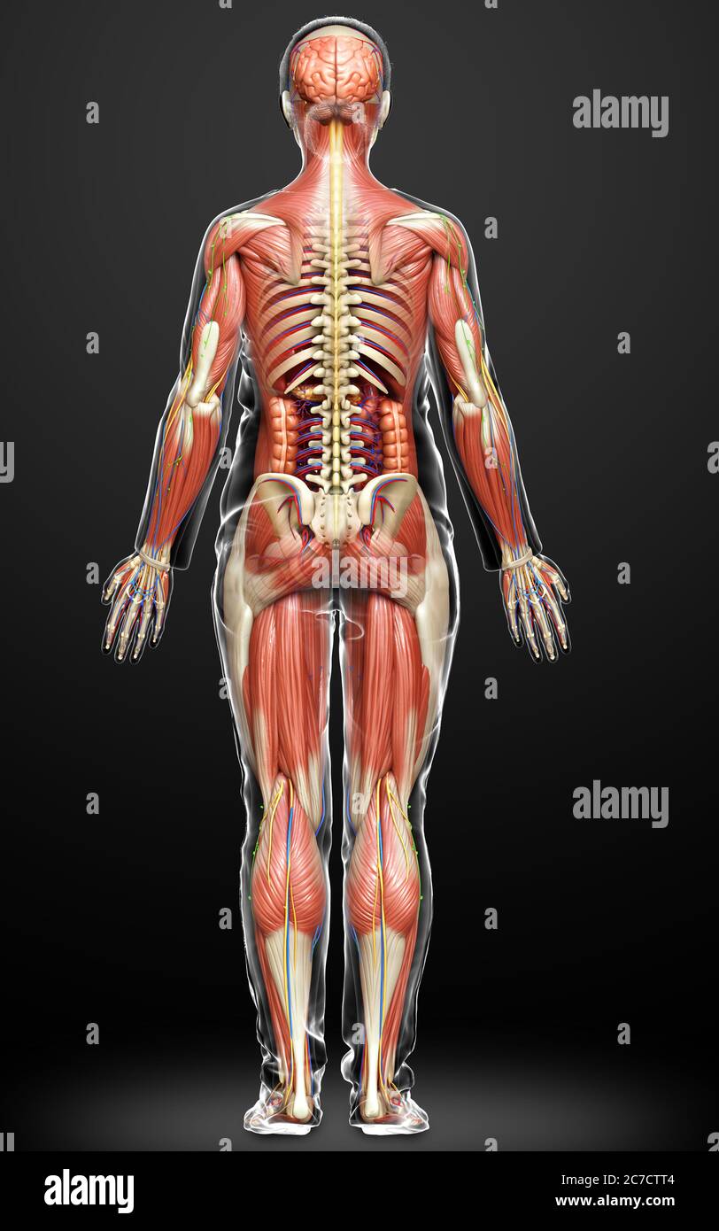 3d rendered medically accurate of the female anatomy Stock Photo - Alamy