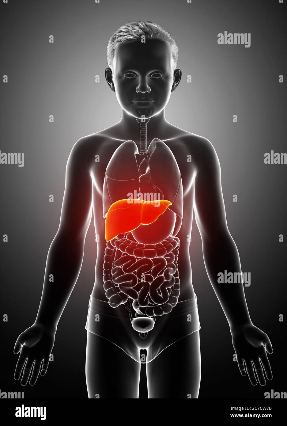 3d rendered, medically accurate illustration of young boy Liver Anatomy ...