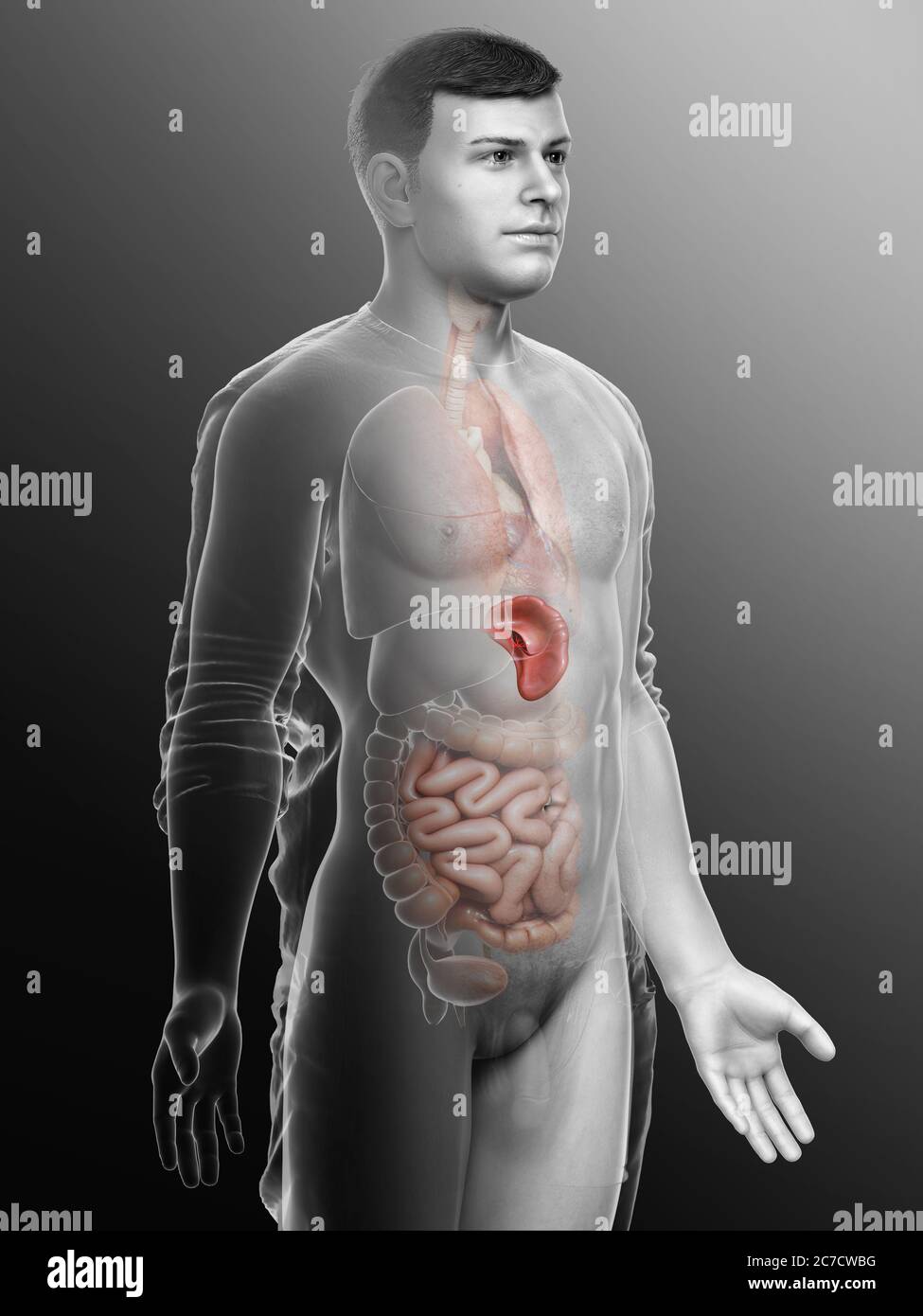 3d rendered, medically accurate illustration of a male Spleen Anatomy ...