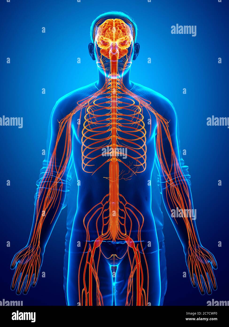 3d rendered medically accurate illustration of a male nervous system ...