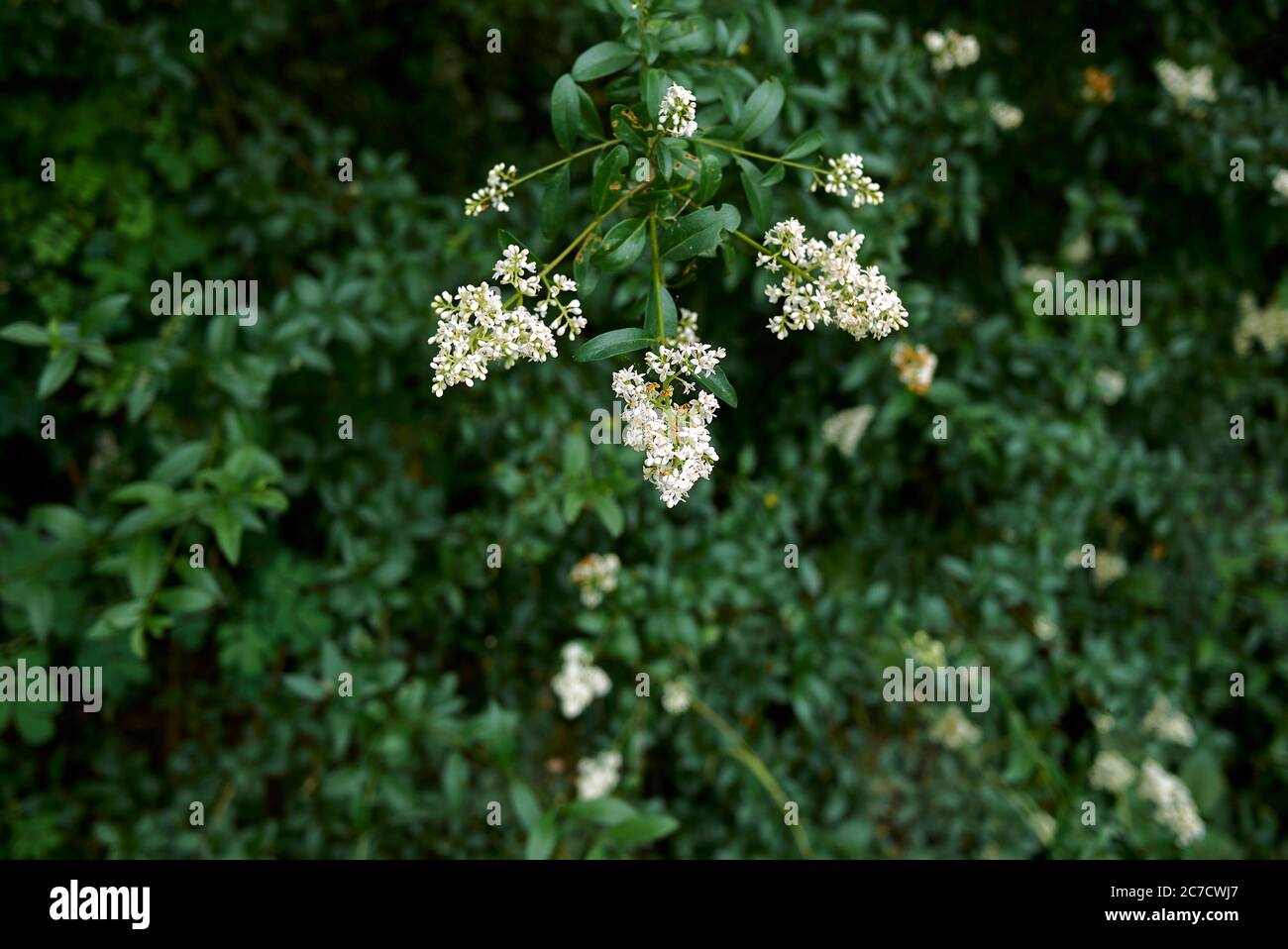 Ligustrum vulgare white blossom Stock Photo - Alamy