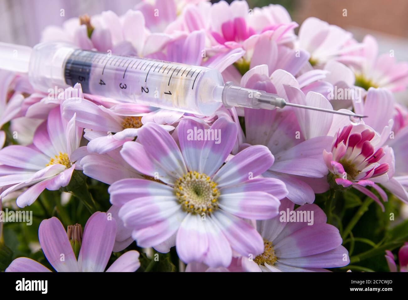 Closeup of syringe and pink flower isolated on white Stock Photo - Alamy