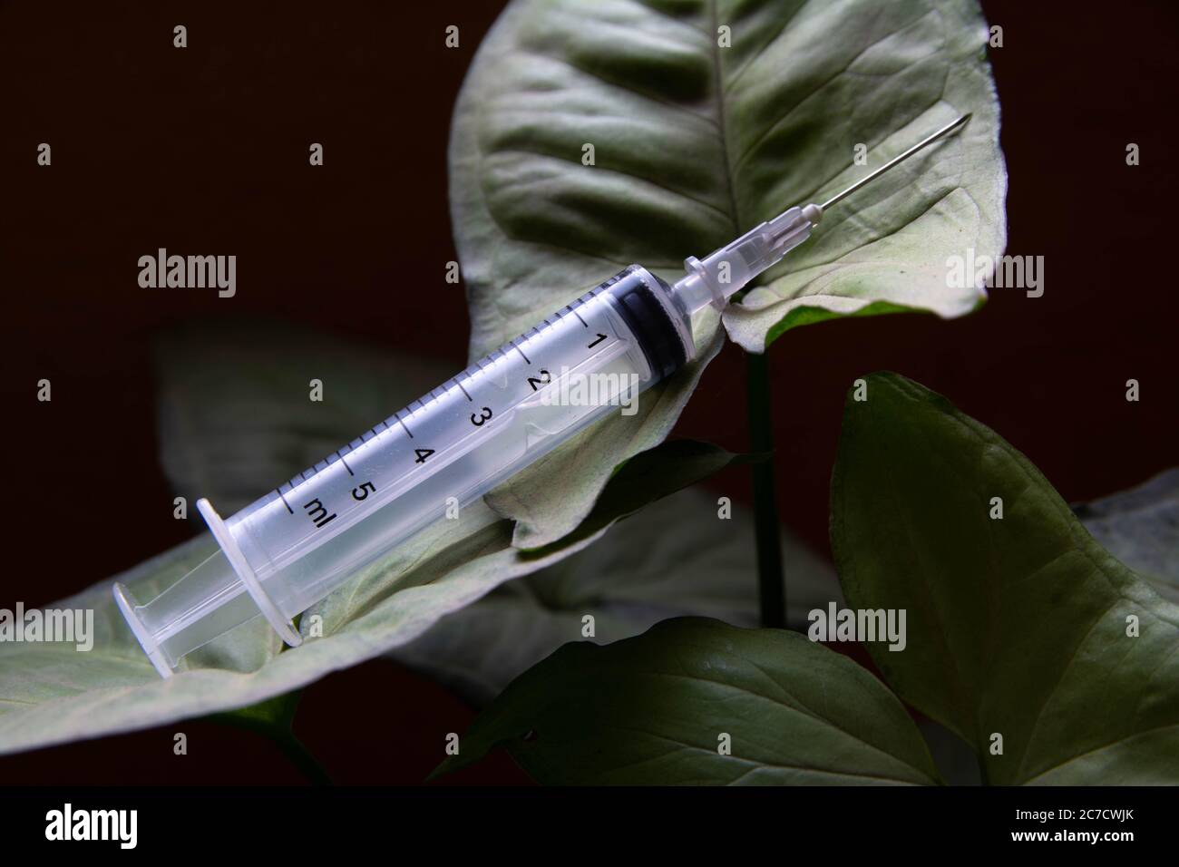 Medical syringe on a leaf Stock Photo - Alamy