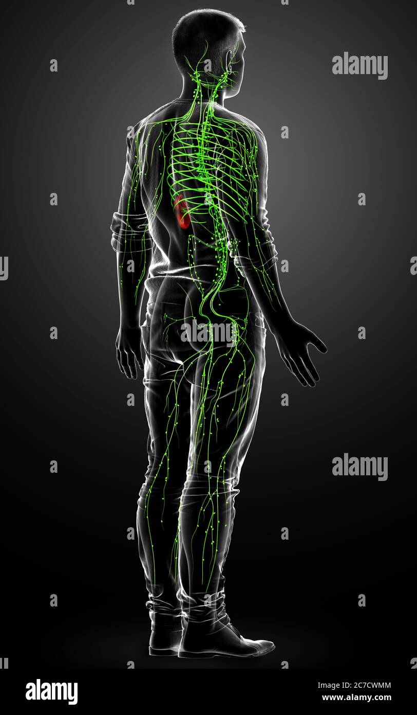 3d rendered medically accurate illustration of a male lymphatic system ...