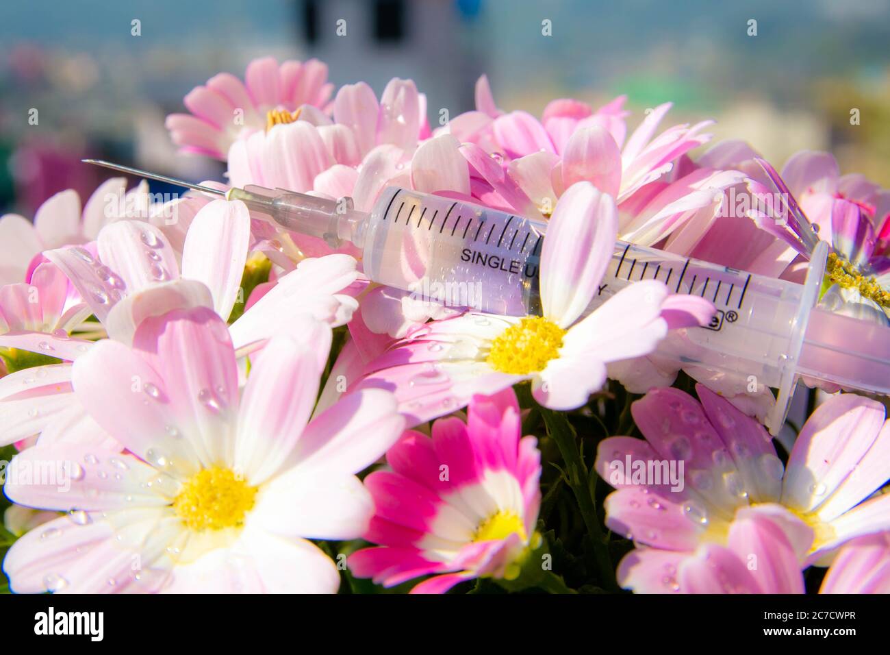 Closeup of syringe and pink flower isolated on white Stock Photo - Alamy