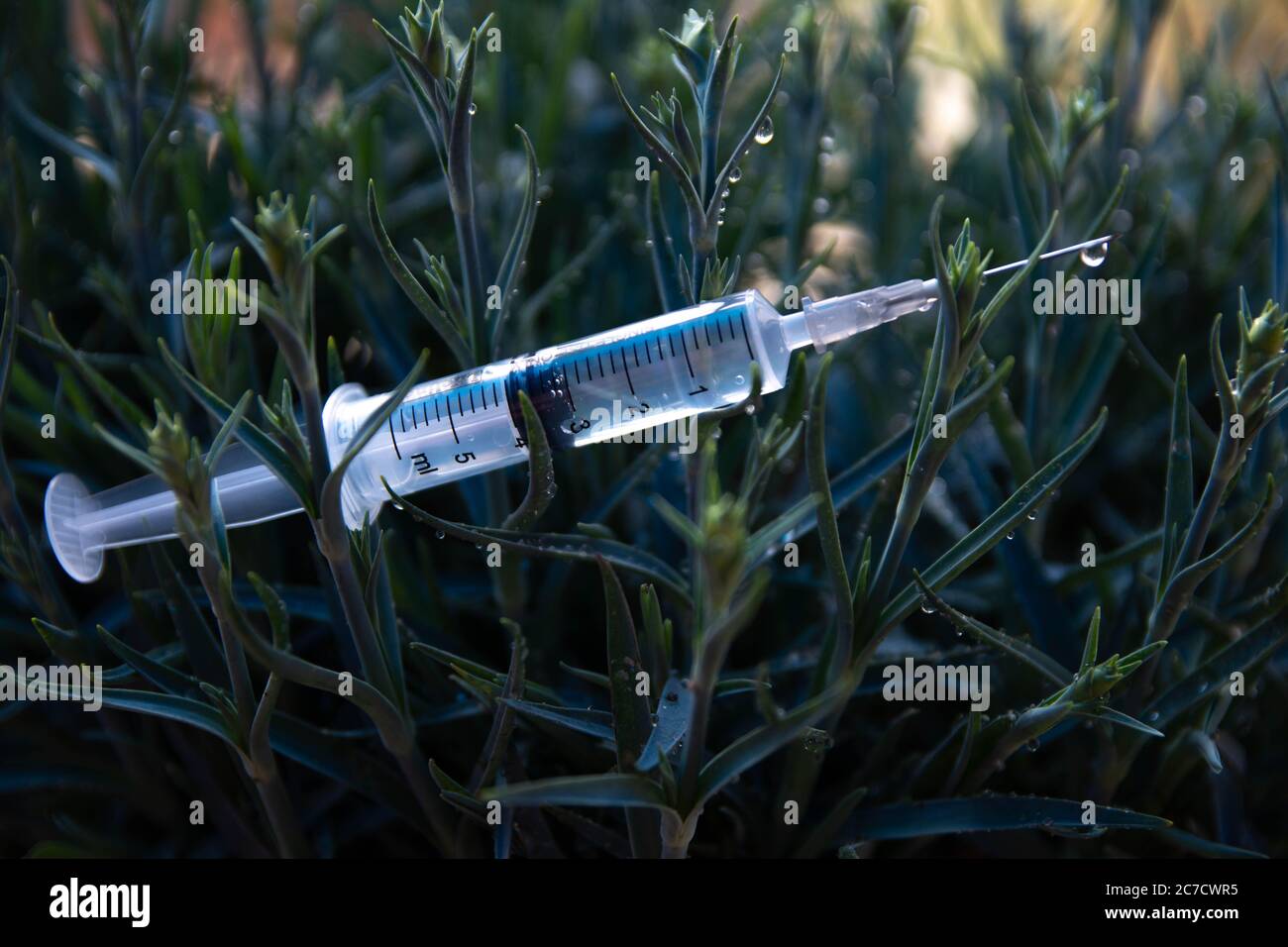 Closeup of syringe and natural grass isolated with water drop Stock ...