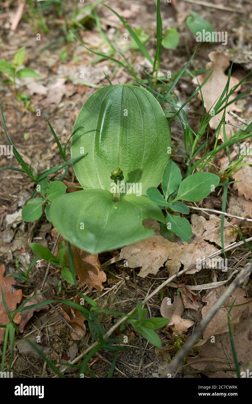 Fresh plant of Neottia ovata Stock Photo - Alamy