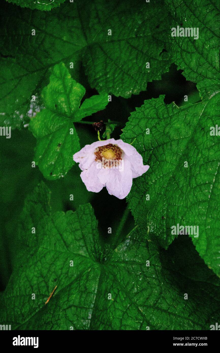 Evergreen rose rosa sempervirens hi-res stock photography and images ...