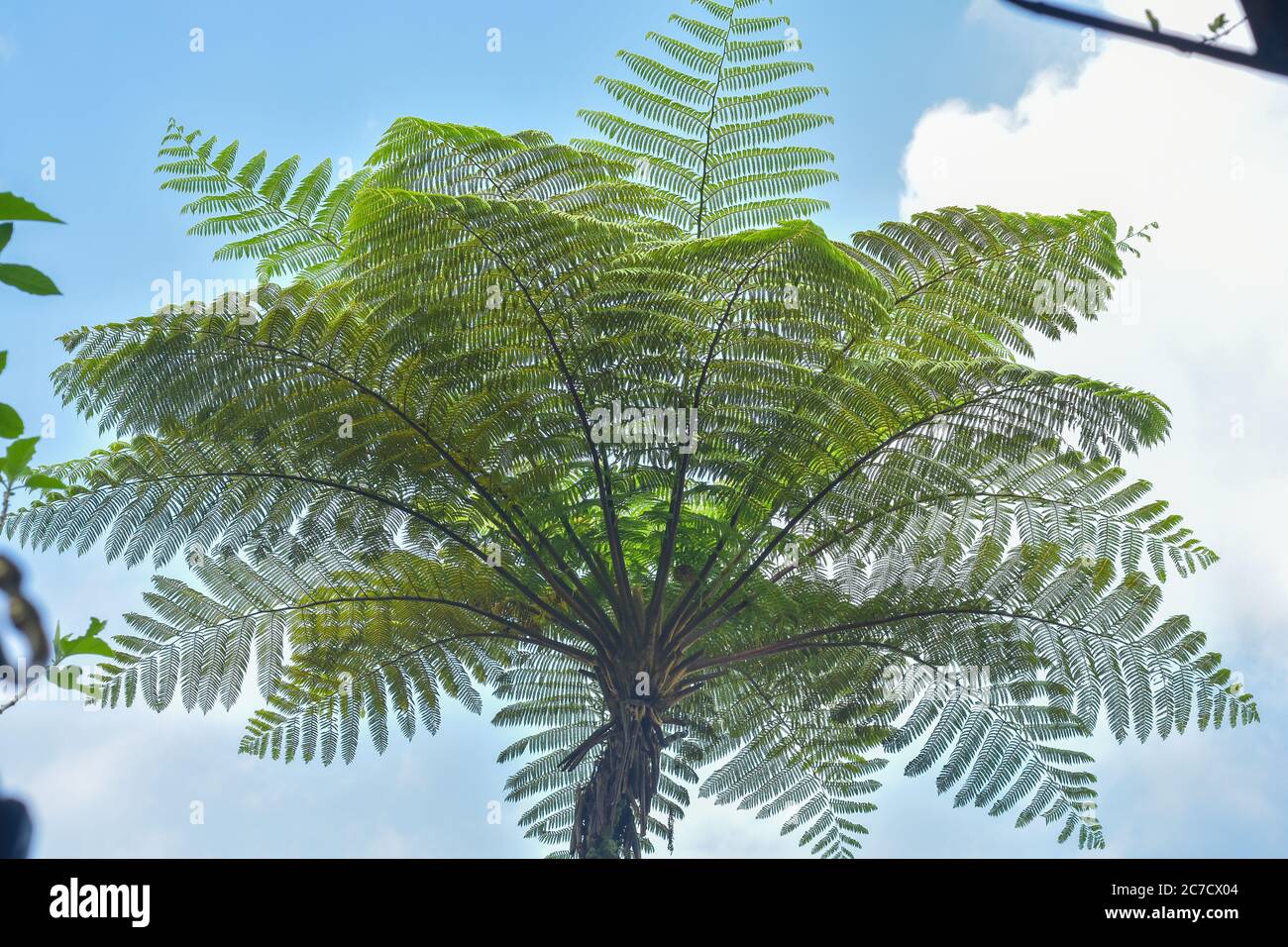 Many giant fern trees in a tropical rain forest with a background of ...