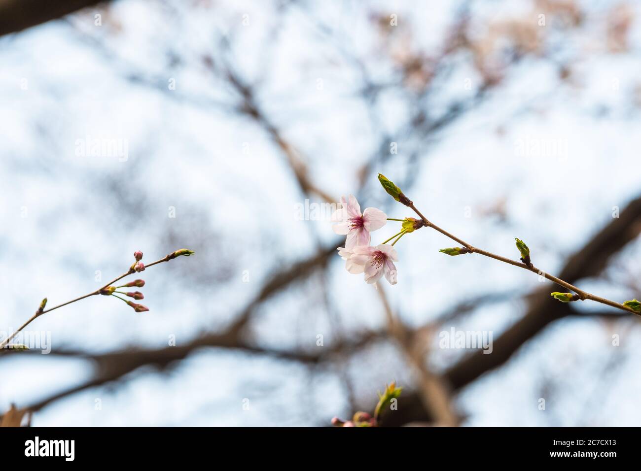 Cherry blossom in spring for background or copy space for text Stock ...