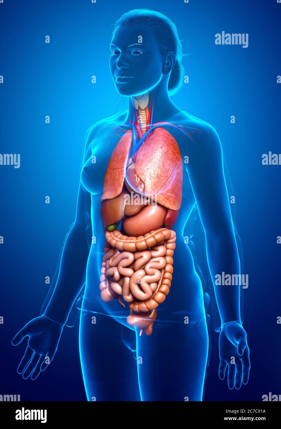 3d rendered medically accurate illustration of female Internal organs ...