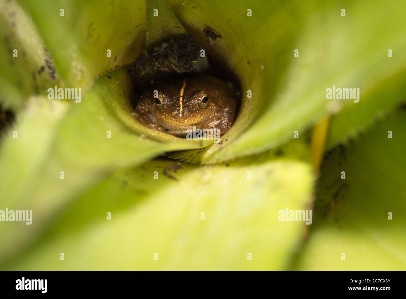 Warty Madagascar Frog (Mantidactylus ulcerosus) hiding in a green plant ...