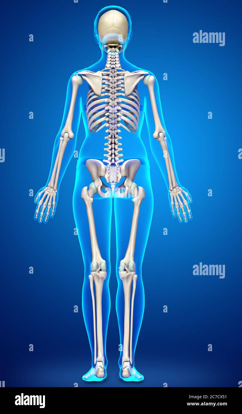 3d rendered, medically accurate illustration of a female skeleton ...