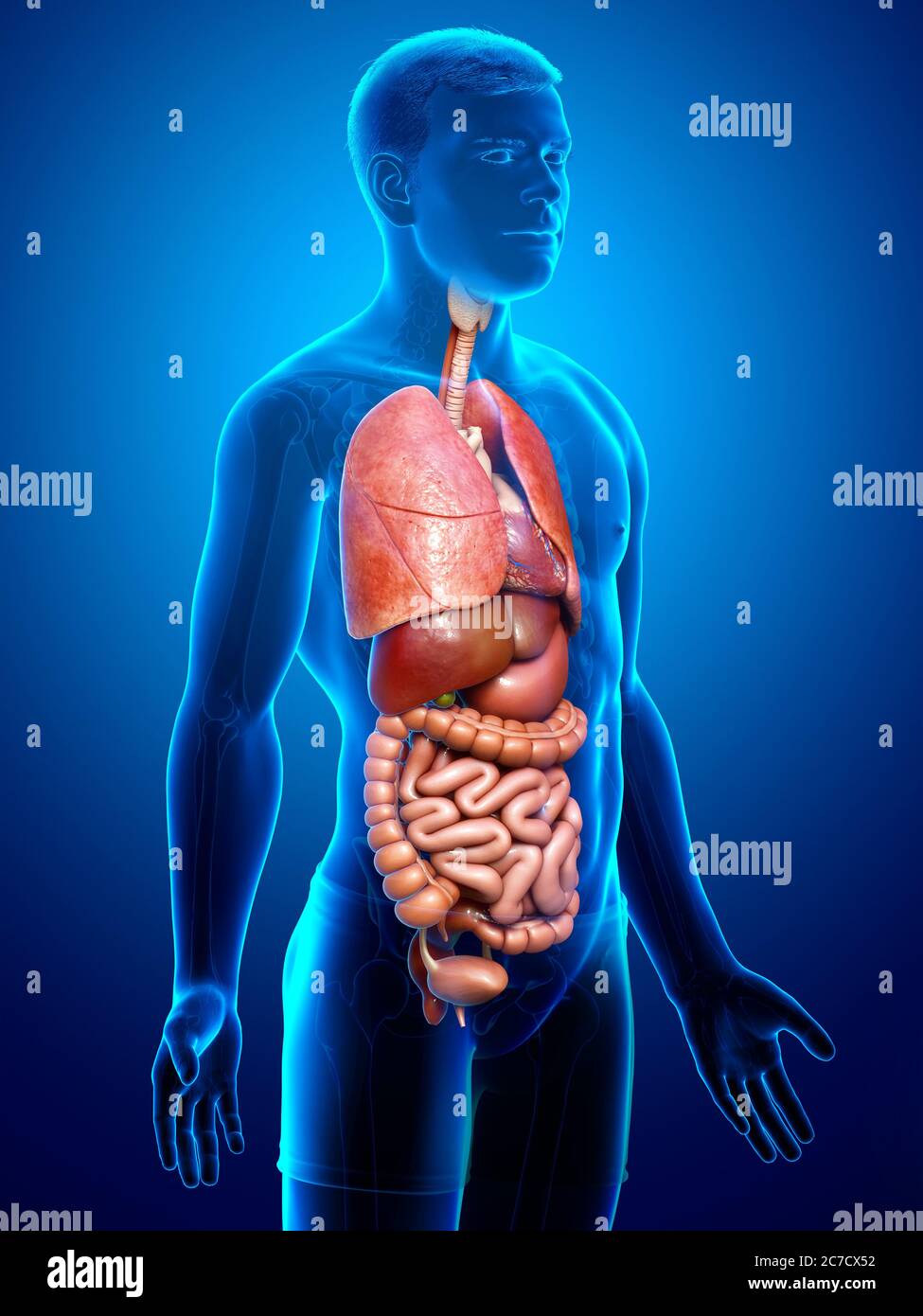 3d rendered medically accurate illustration of male Internal organs ...