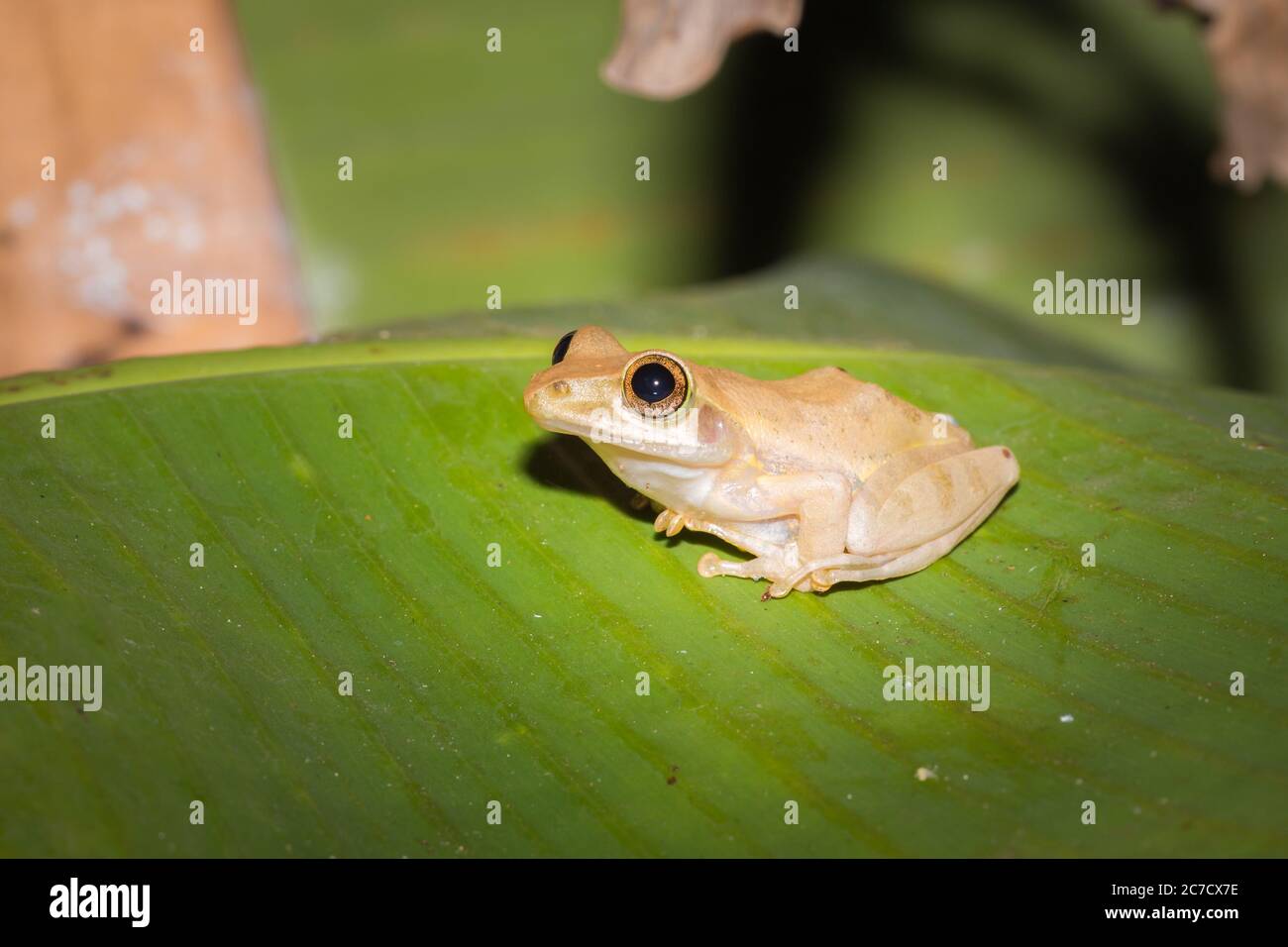 Yellow Tree Frog (boophis) sitting on a green leaf, Nosy Komba ...