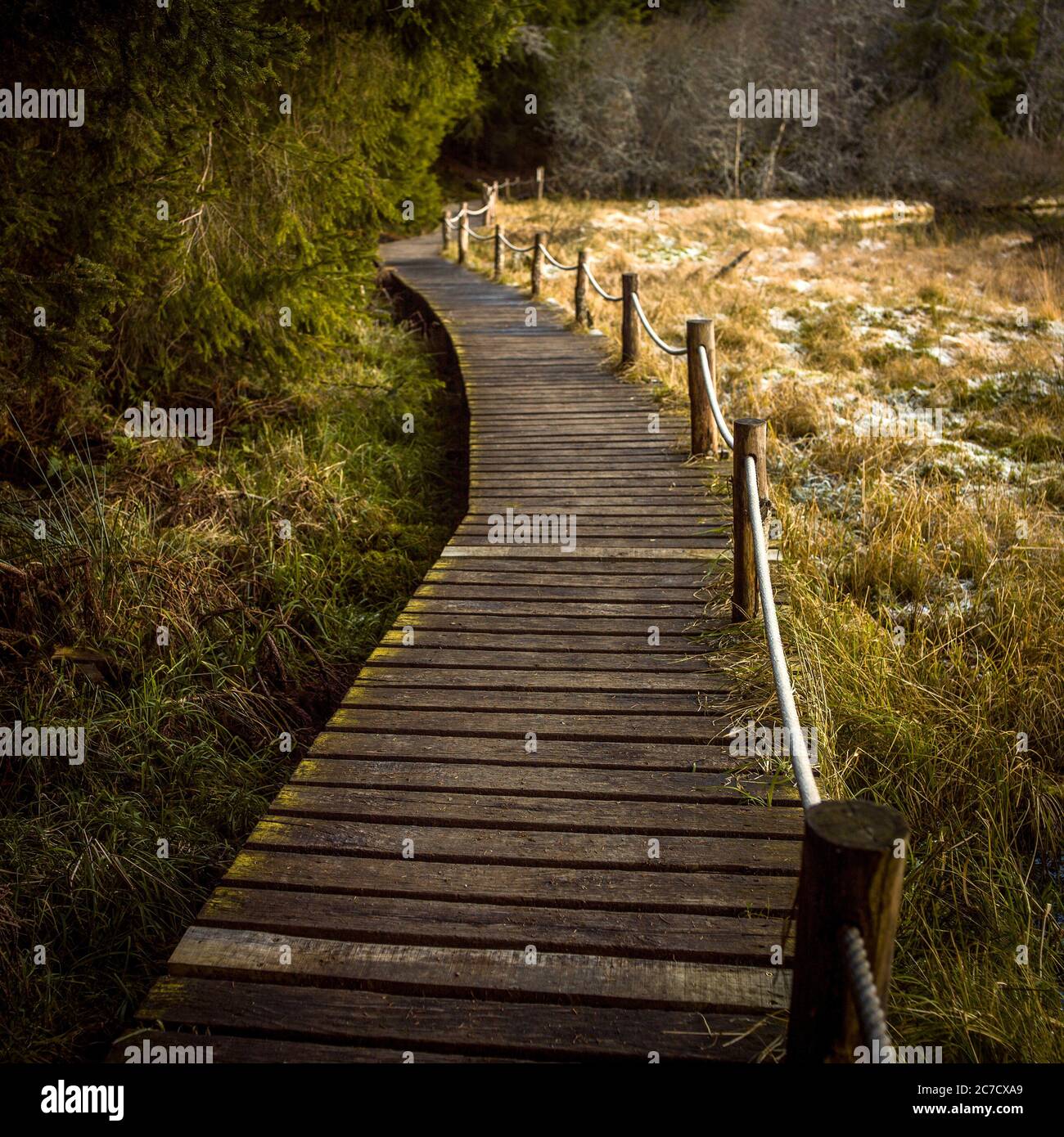 Wooden walkway in forest hi-res stock photography and images - Alamy