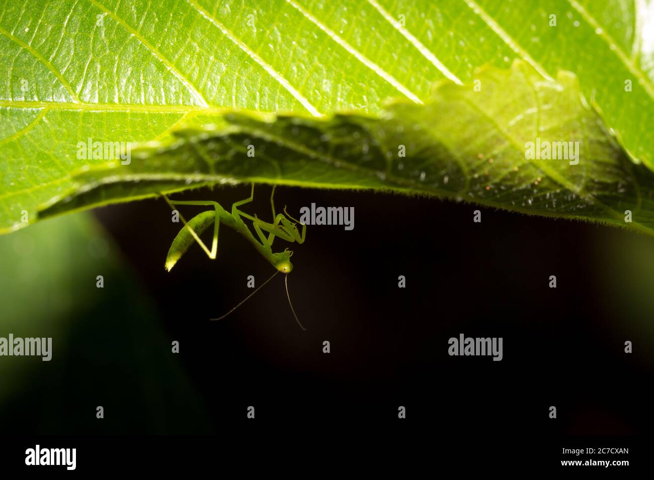 Green Praying Mantis nymph hiding under a green leaf, Nosy Komba ...