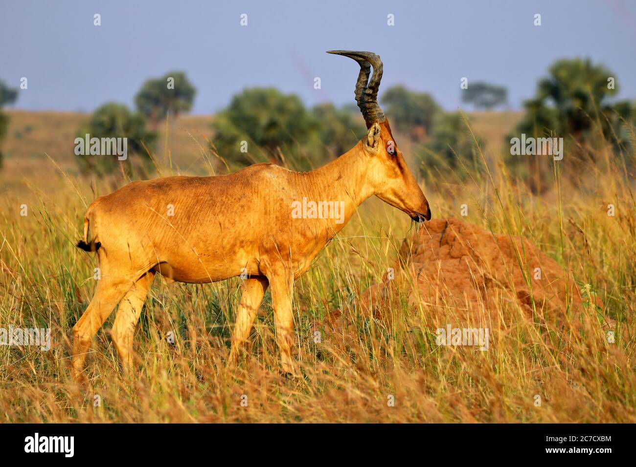 Jackson's hartebeest, Murchison Falls National Park Ugan Stock Photo ...