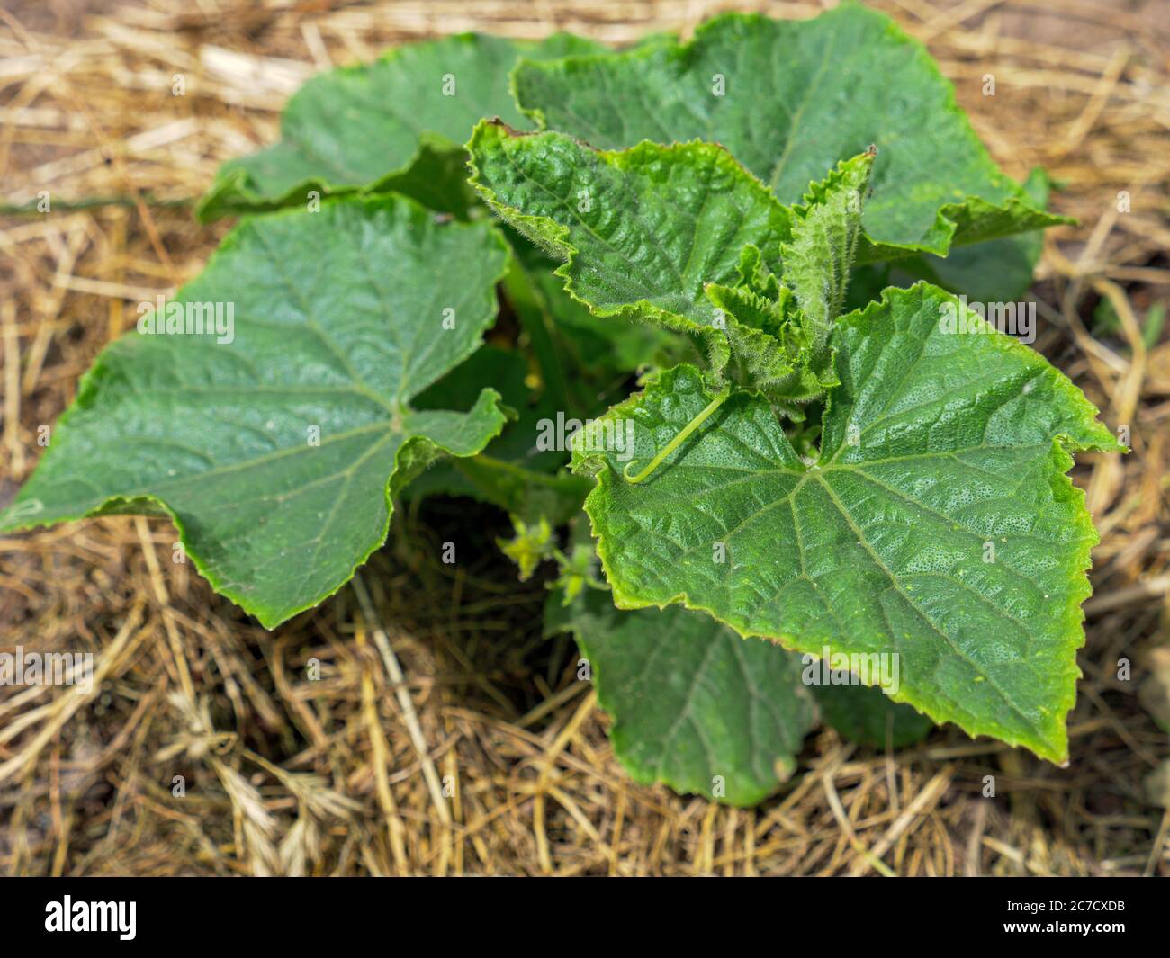 Small young cute cucumber bush with fresh leaves growing in the garden ...