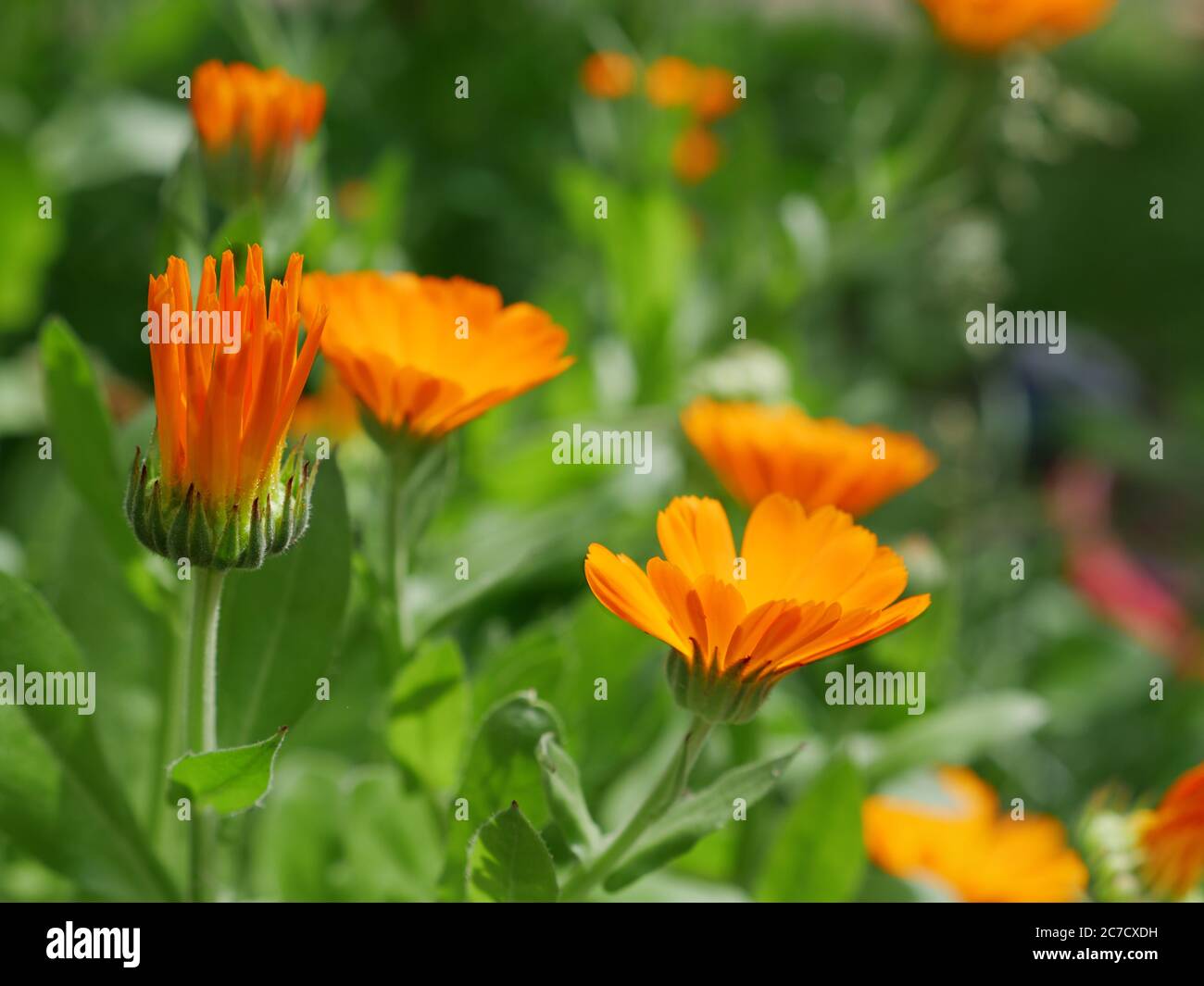Violet marigold flower hi-res stock photography and images - Alamy