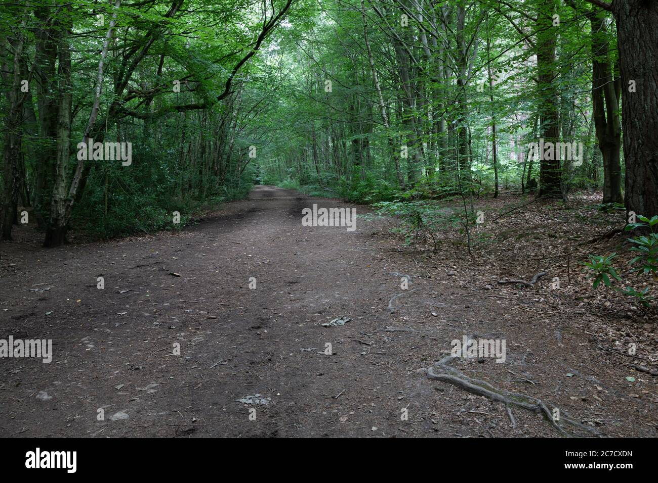 A Footpath through the Trees in Limpsfield Chart, Surrey Stock Photo ...