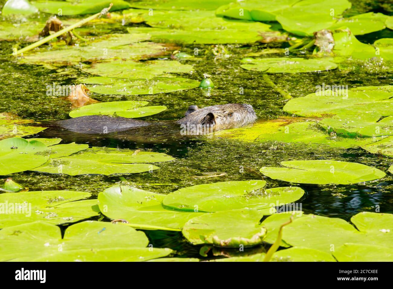 Adult coypu in the pond. Coypu is a large, herbivorous, semiaquatic ...