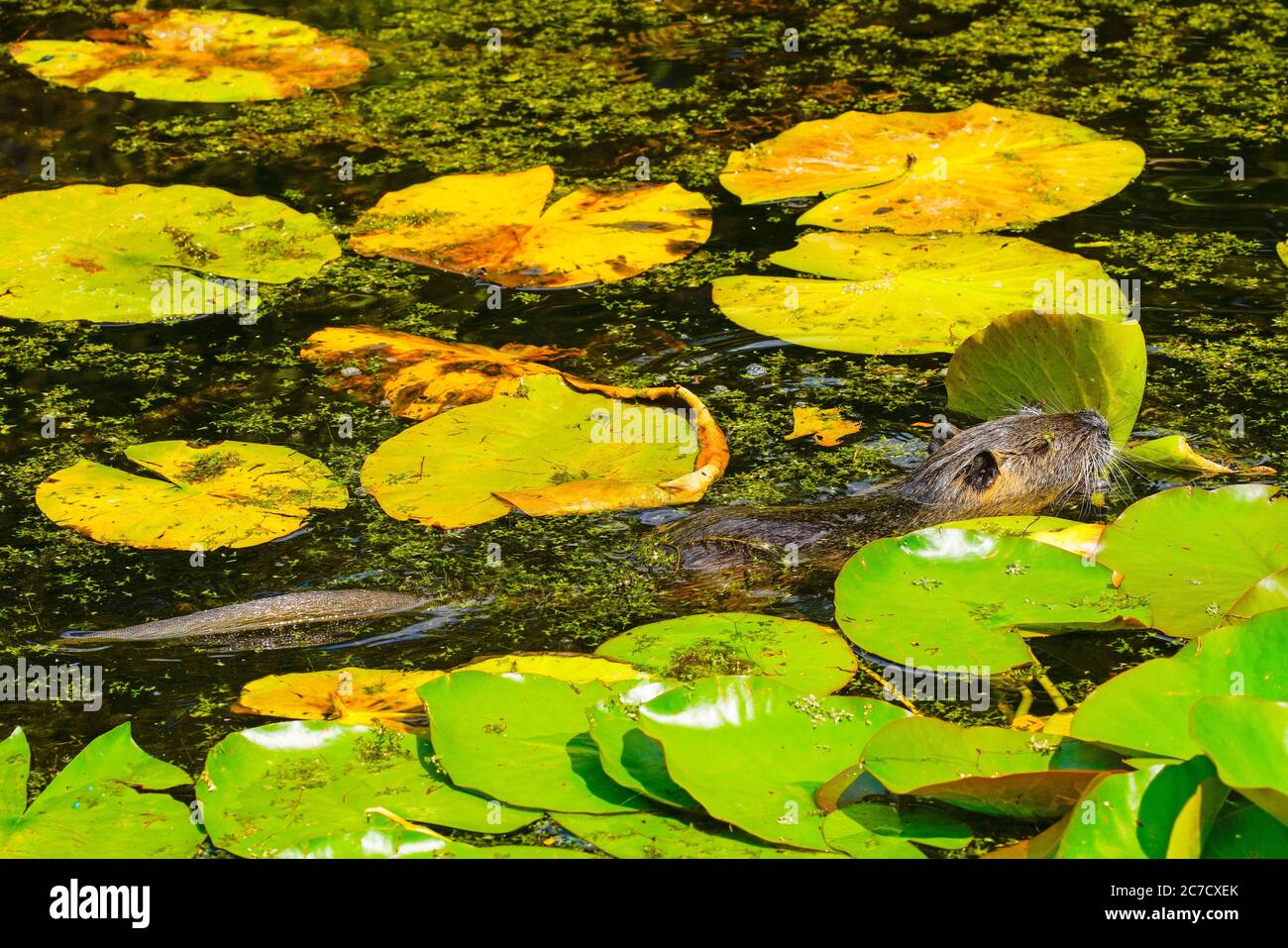 Adult coypu in the pond. Coypu is a large, herbivorous, semiaquatic ...