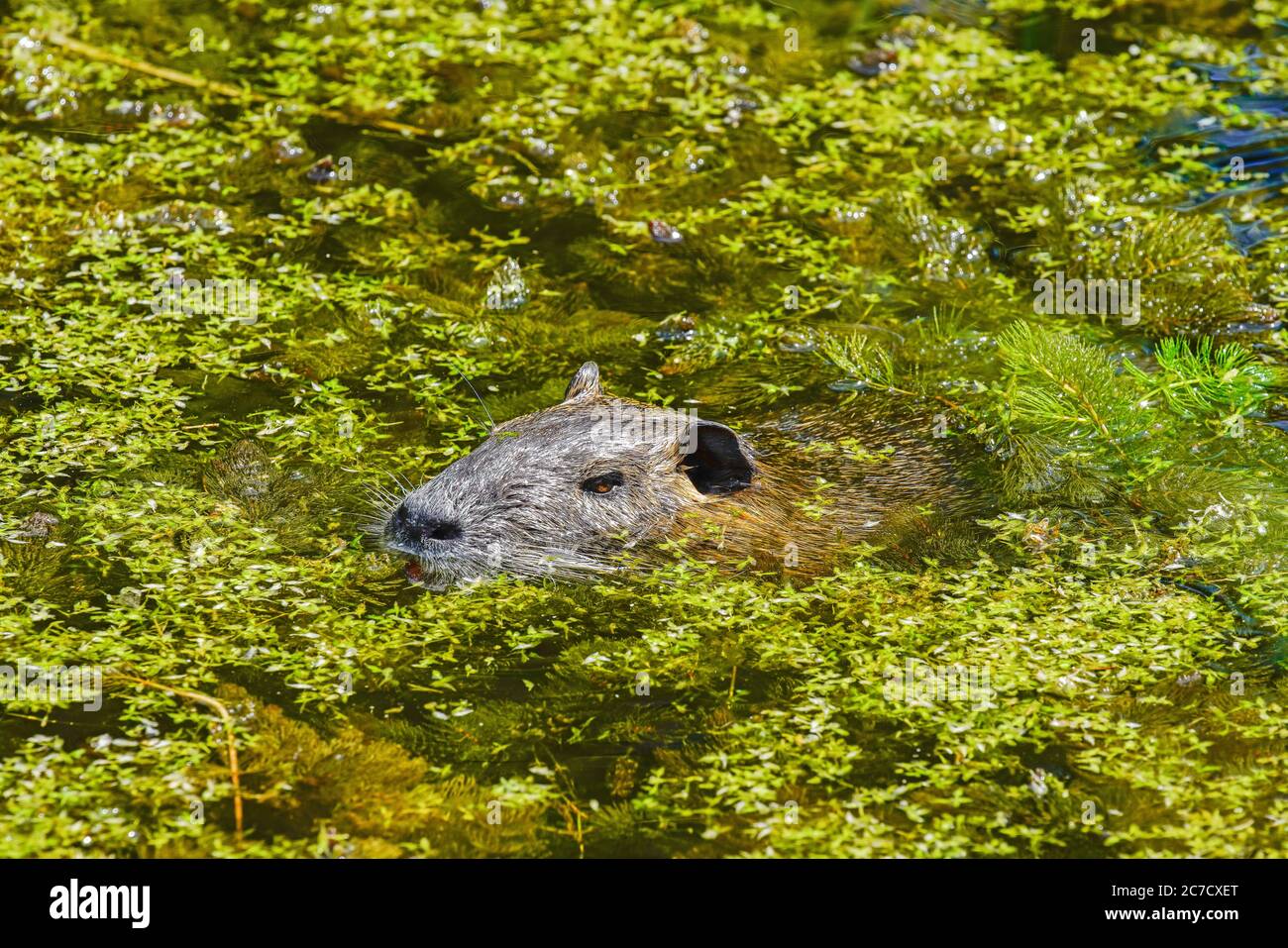 Nutria family hi-res stock photography and images - Alamy