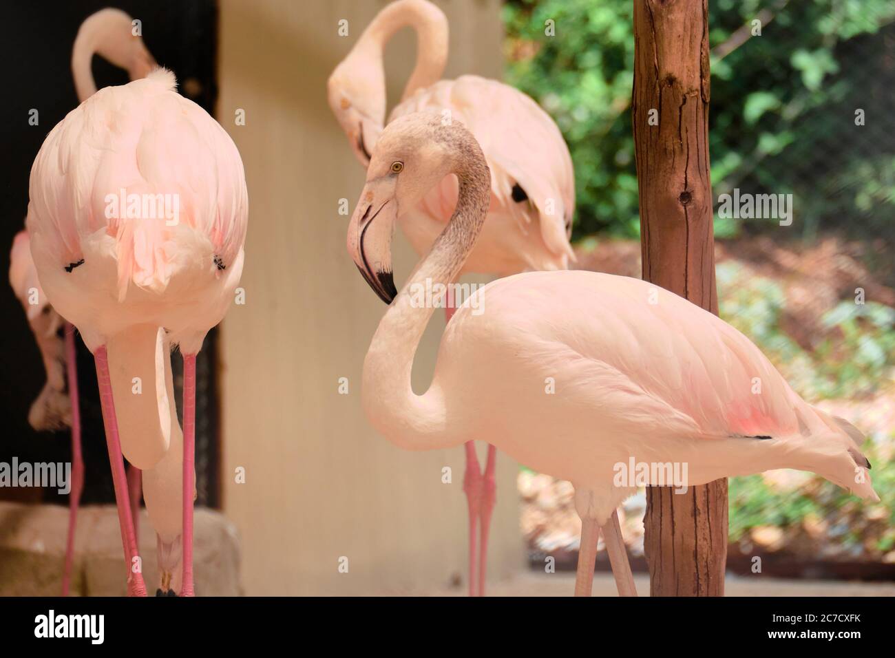 Pink flamingos in the zoo enclosure aviary Stock Photo - Alamy