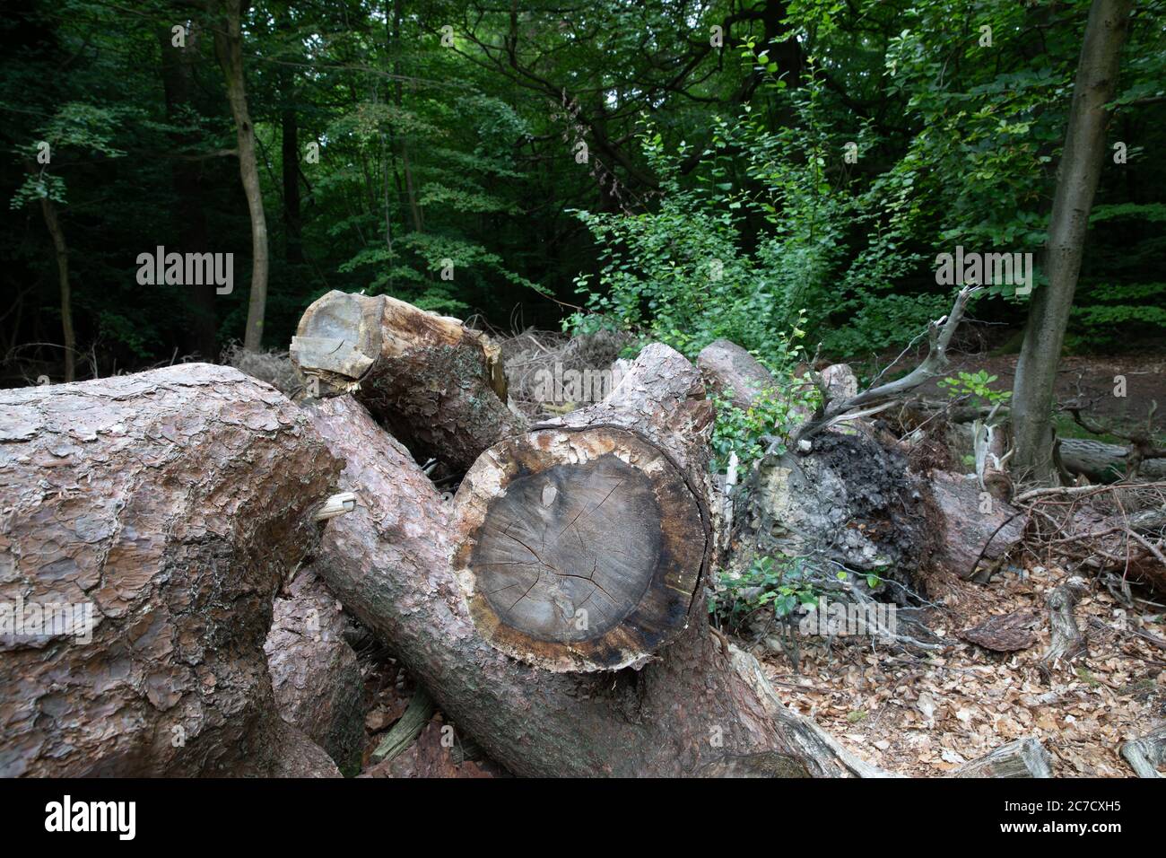 Chopped down Trees in Limpsfield Chart, Surrey Stock Photo - Alamy