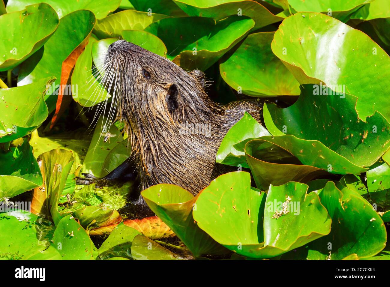 Adult coypu in the pond. Coypu is a large, herbivorous, semiaquatic ...