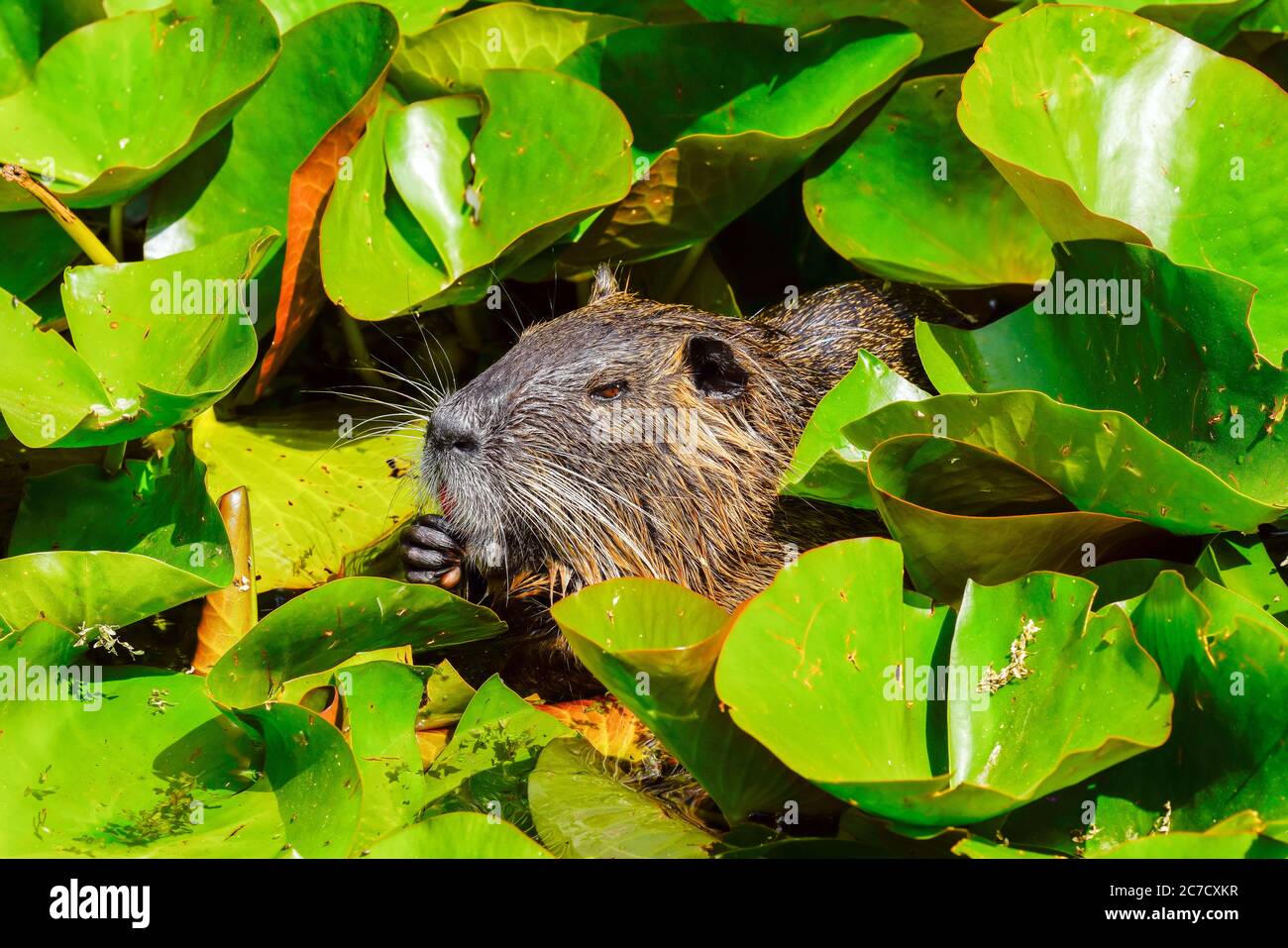 Adult coypu in the pond. Coypu is a large, herbivorous, semiaquatic ...