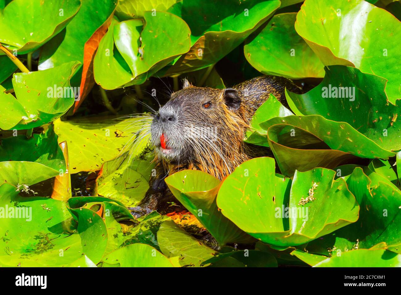 Adult coypu in the pond. Coypu is a large, herbivorous, semiaquatic ...
