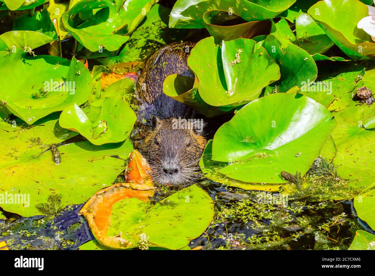 Adult coypu in the pond. Coypu is a large, herbivorous, semiaquatic ...