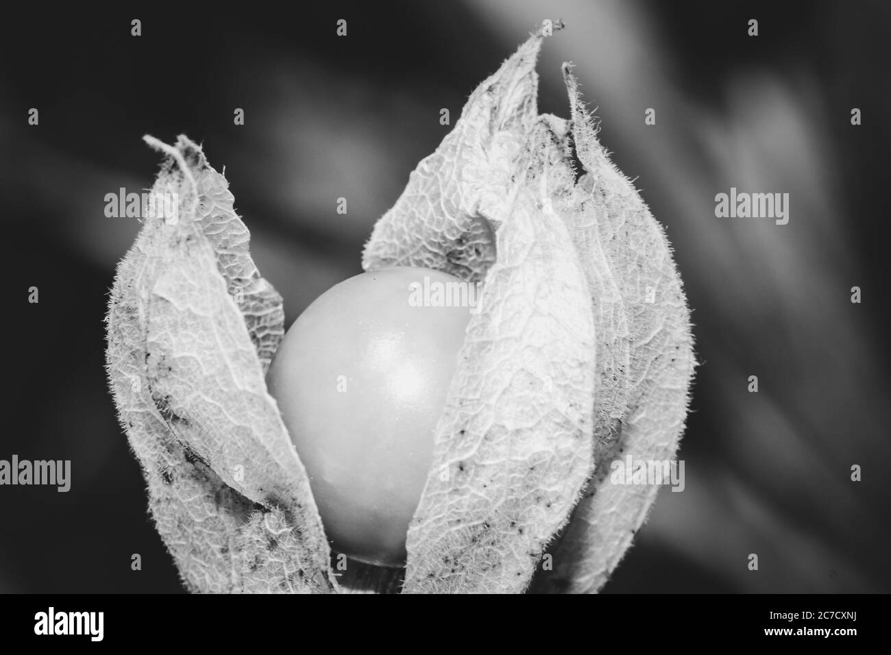 Cape gooseberry (Physalis peruviana) fruit in the hands of a human man ...