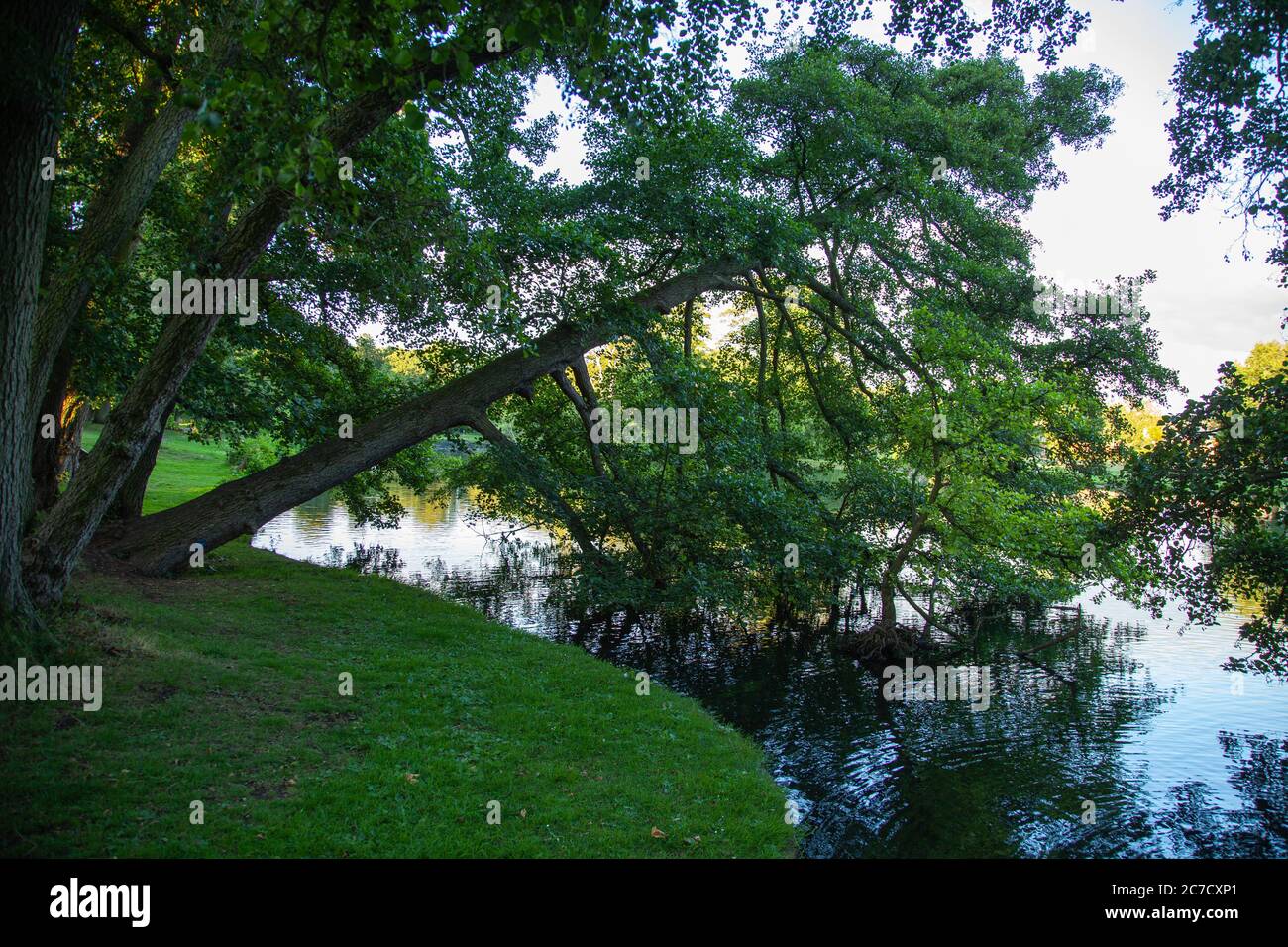 Trees reflections, open spaces, parkland, forest, woodland, local ...
