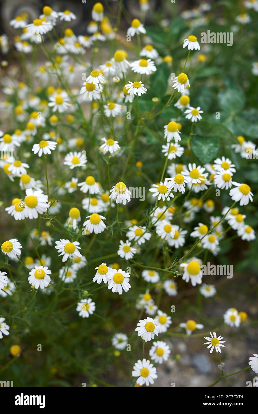 Matricaria Recutita White Flower Yellow High Resolution Stock ...