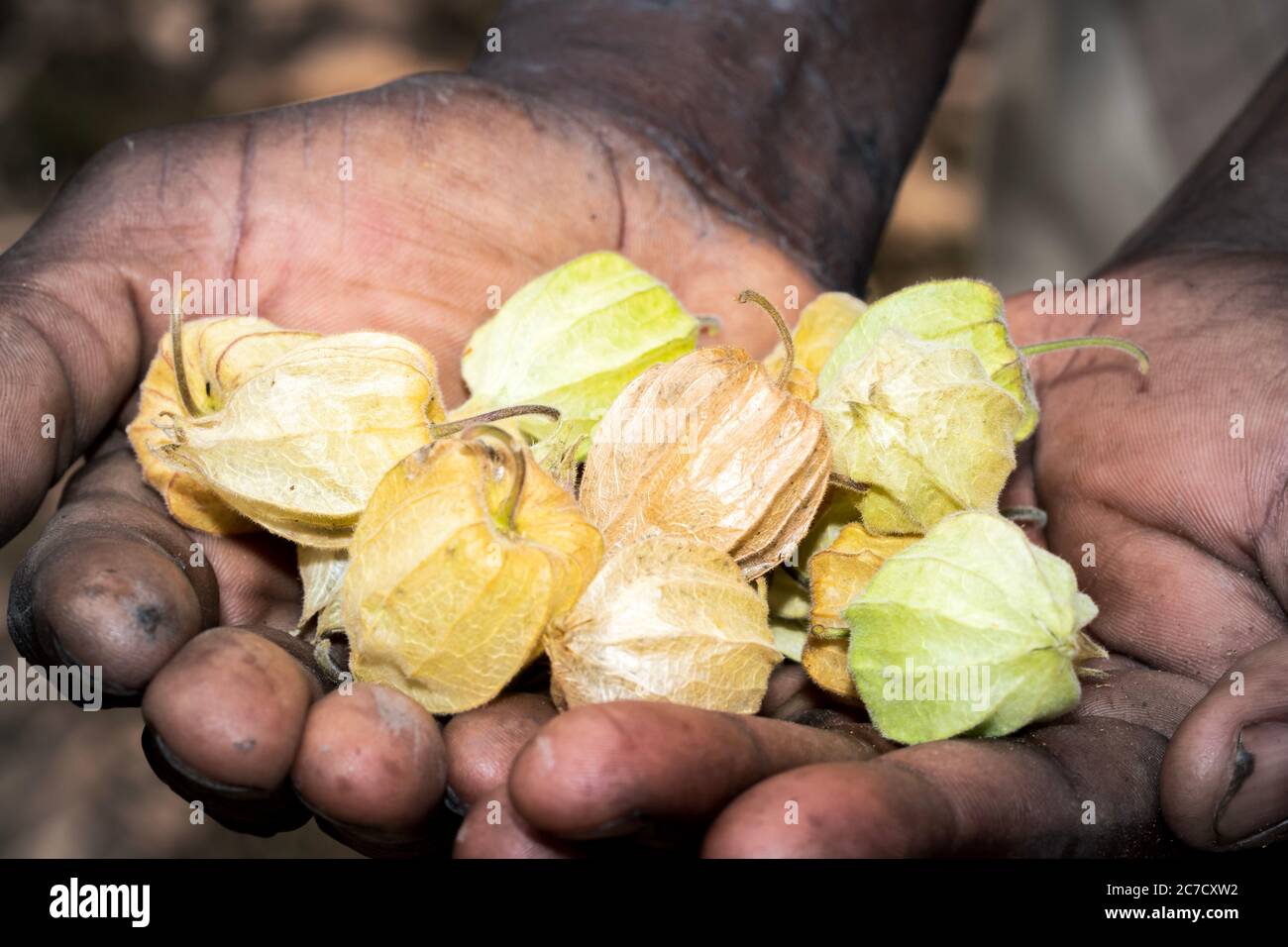 Cape gooseberry (Physalis peruviana) fruit in the hands of a human man ...