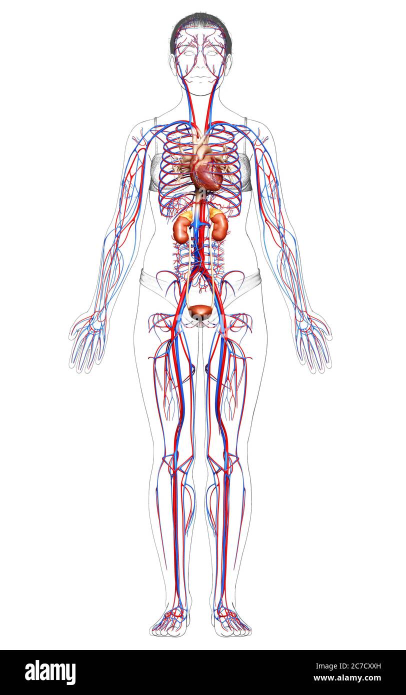 3d rendered, medically accurate illustration of the female kidneys and ...