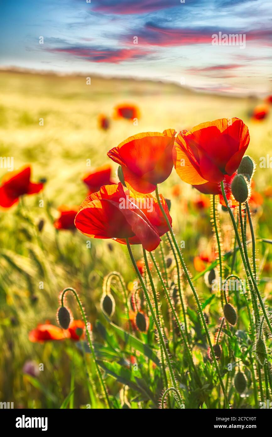bright poppies . Sunny shoot .Shallow depth of field Stock Photo - Alamy