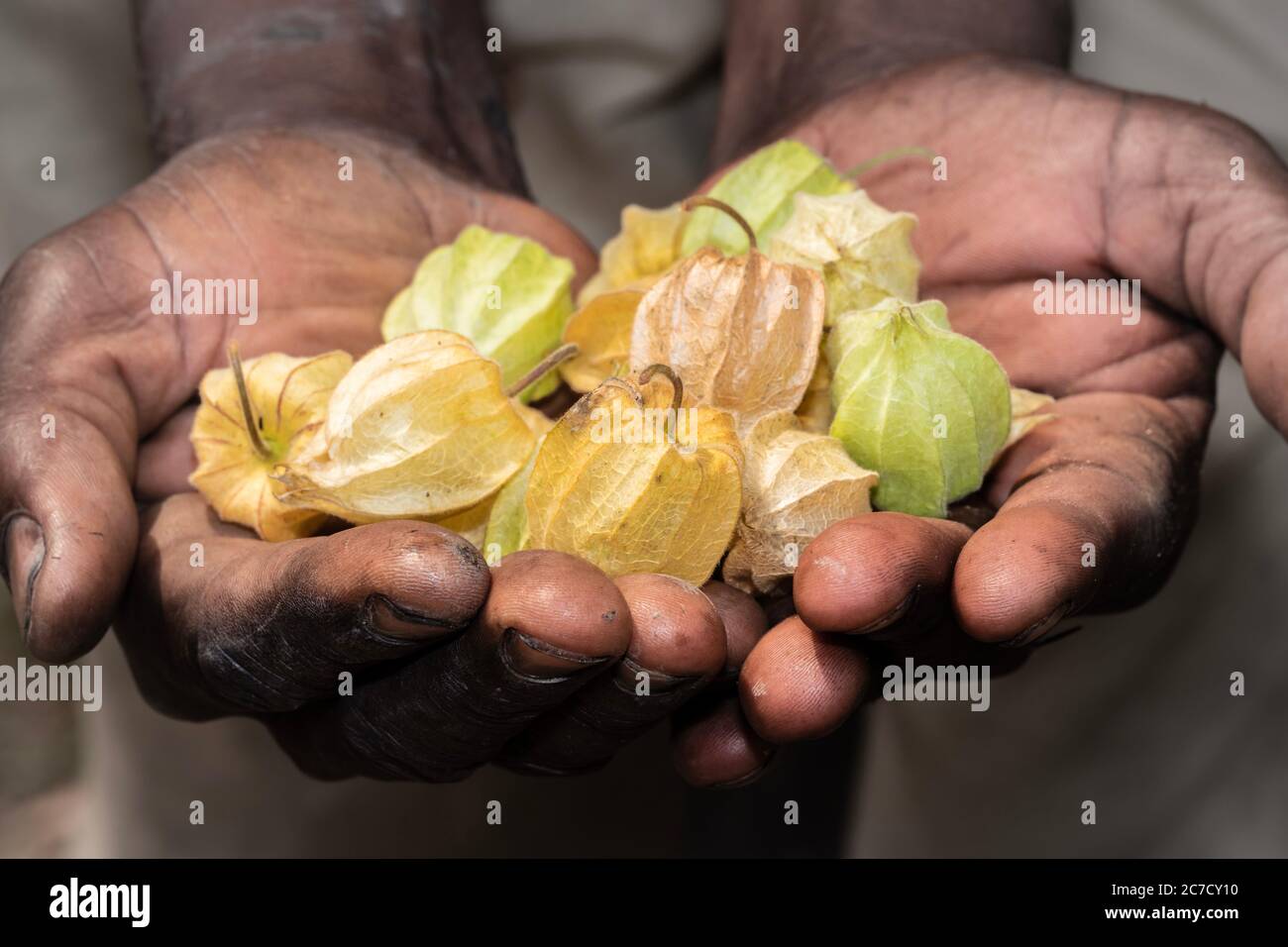 Cape gooseberry (Physalis peruviana) fruit in the hands of a human man ...