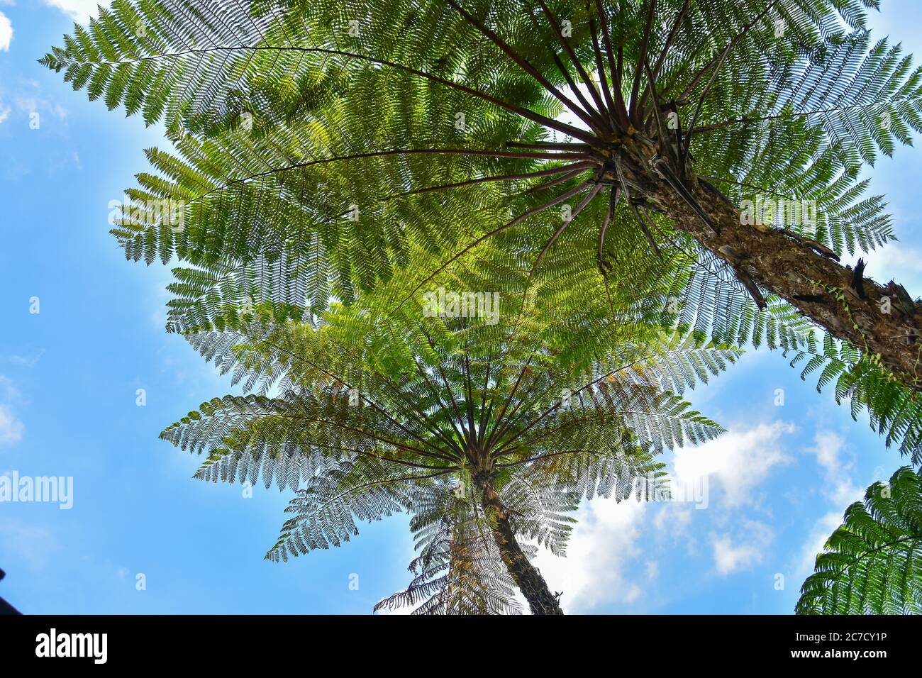 Many giant fern trees in a tropical rain forest with a background of ...