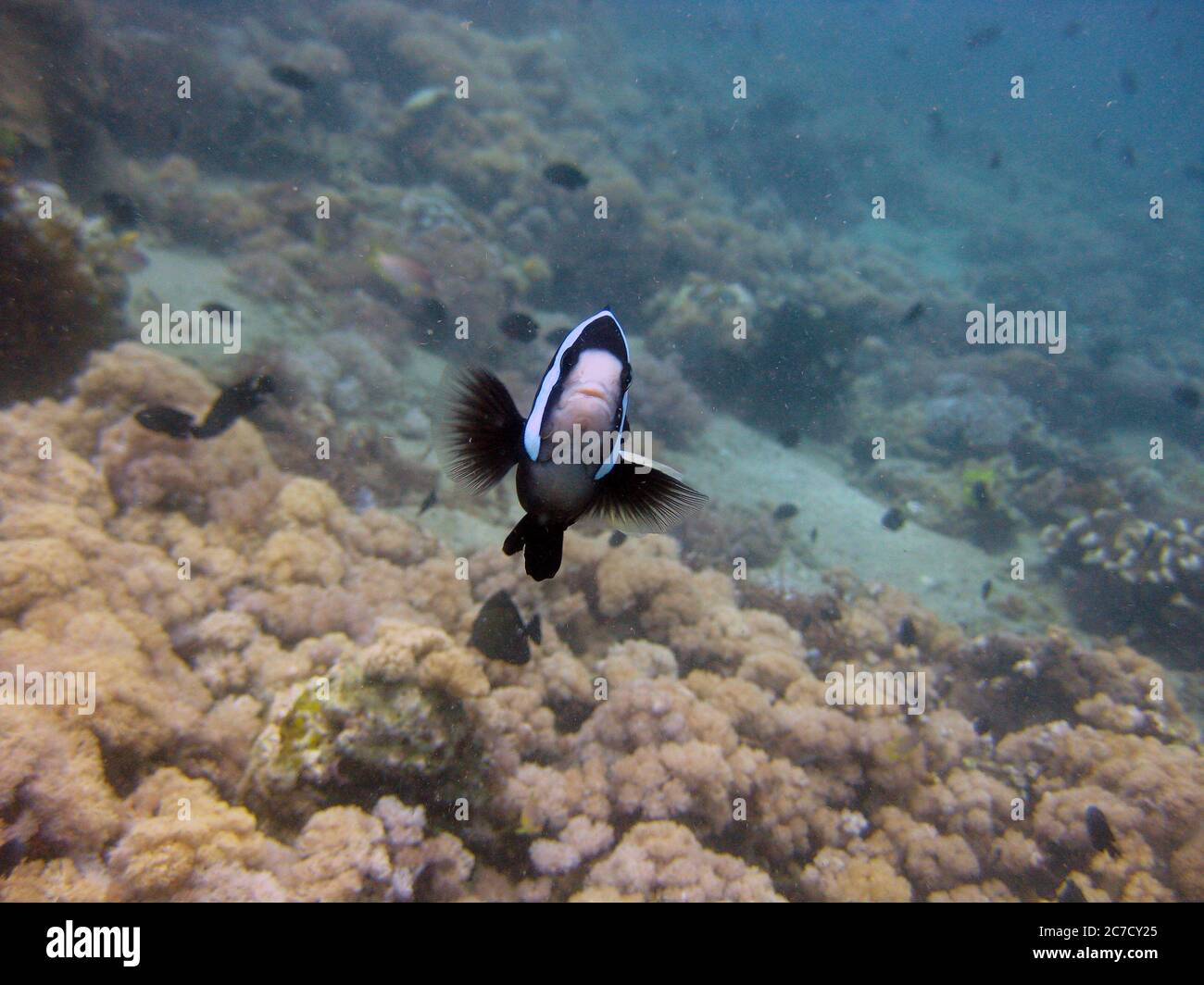 Coral reef coral fish book hi-res stock photography and images - Alamy