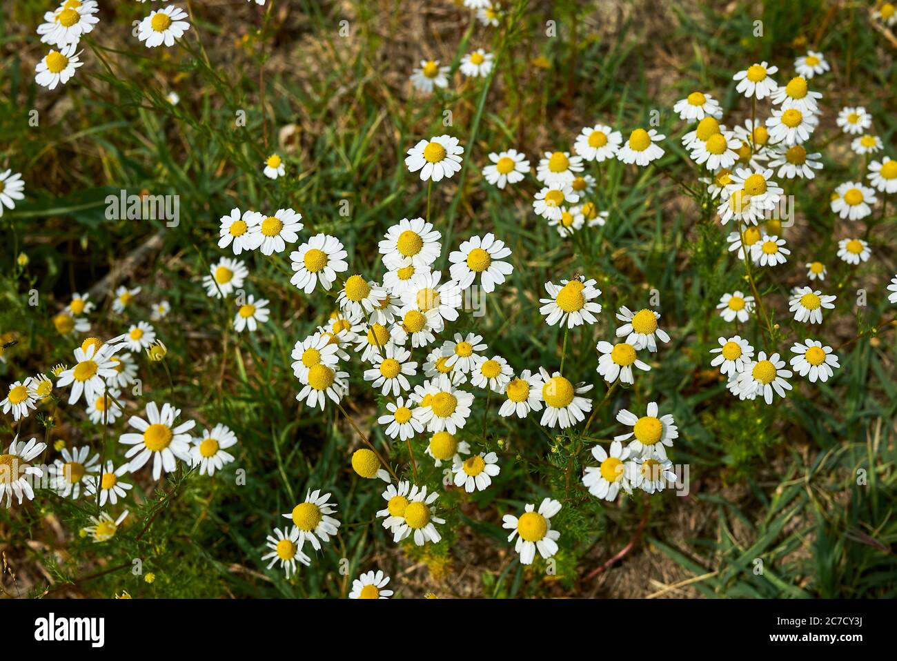 Matricaria recutita white flower yellow hi-res stock photography and ...