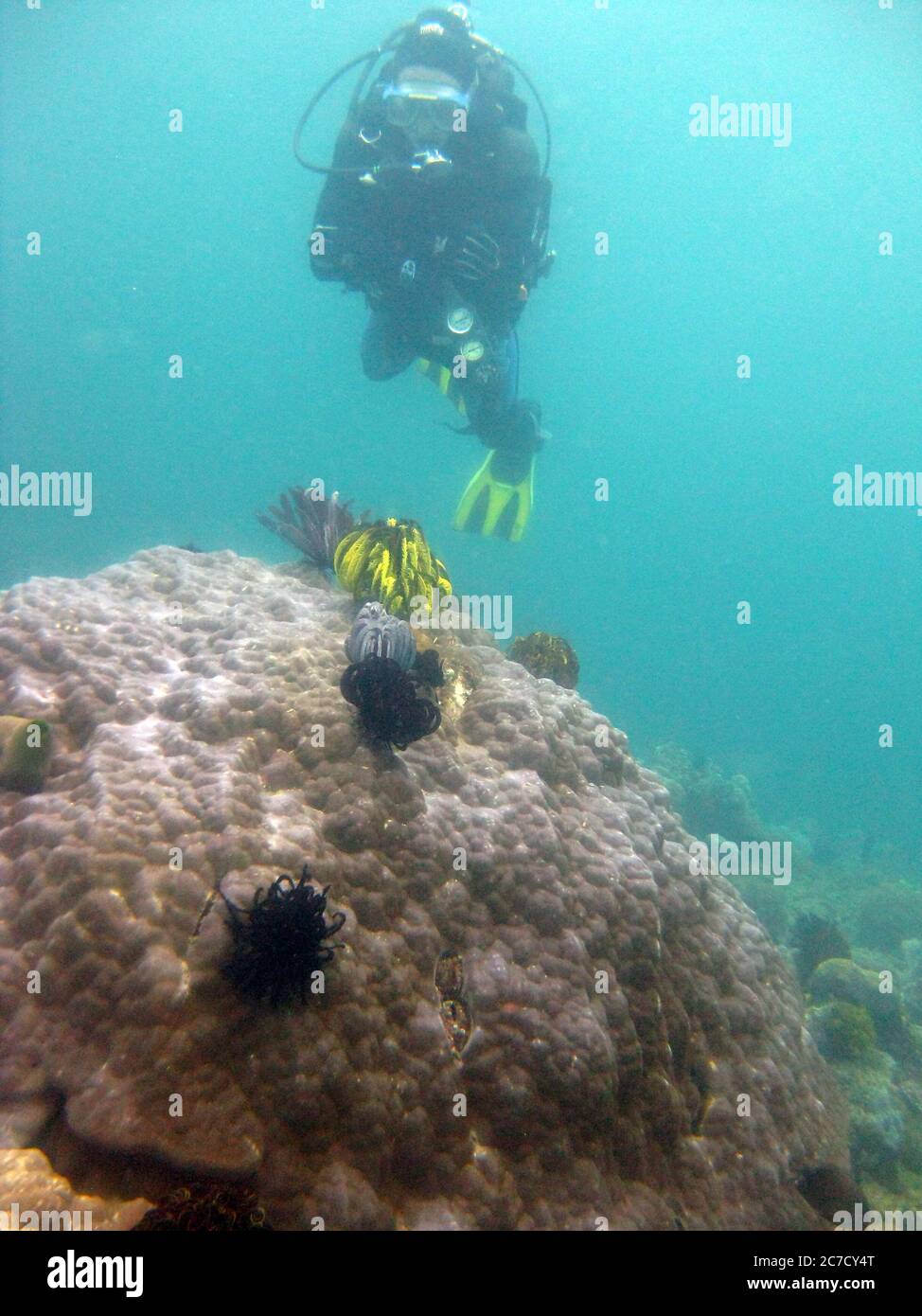 Vertical shot of a scuba diver wearing diving suit, fins and equipment ...