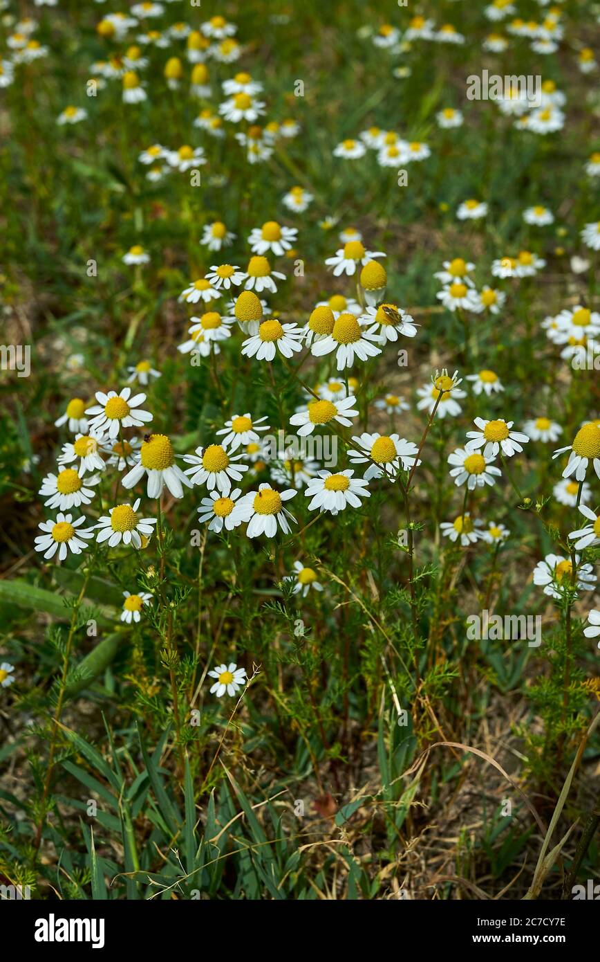 Matricaria recutita white flower yellow hi-res stock photography and ...
